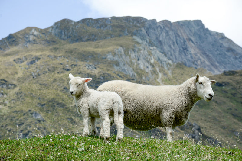 Romni Wools Ltd.